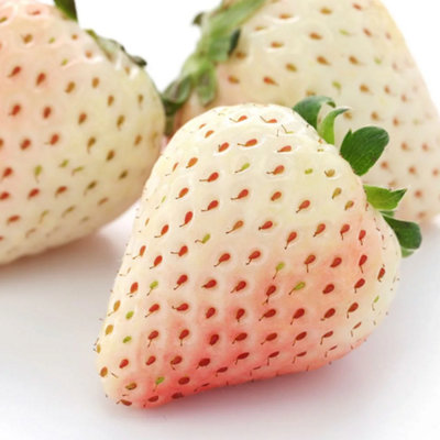 Strawberry Snow White Bare Root - Grow Your Own Bareroot, Fresh Fruit ...