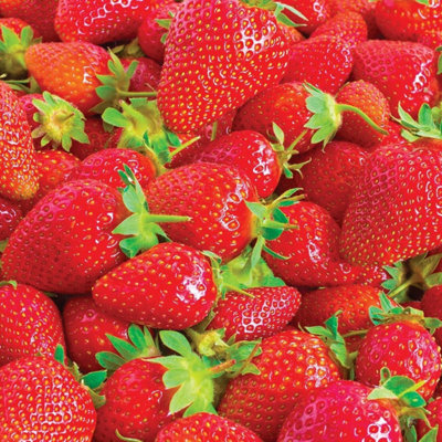 Strawberry Summer Breeze Fruit Plant 3 x 6 Pack - Garden Fruiting Plants