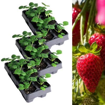 Strawberry Summer Breeze Fruit Plants 3 x 6 Pack - Fragaria Hardy ...