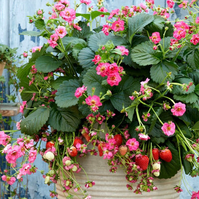 Strawberry Summer Breeze Fruit Plants 3 x 6 Pack - Fragaria Hardy ...