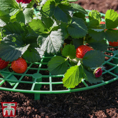Strawberry Support Frame Durable Weatherproof Plastic Support for Fruit ...