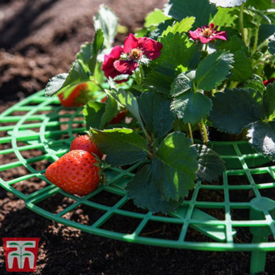 Strawberry Support Frame Durable Weatherproof Plastic Support for Fruit ...