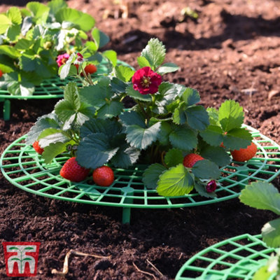 Strawberry Support Frame Durable Weatherproof Plastic Support for Fruit ...