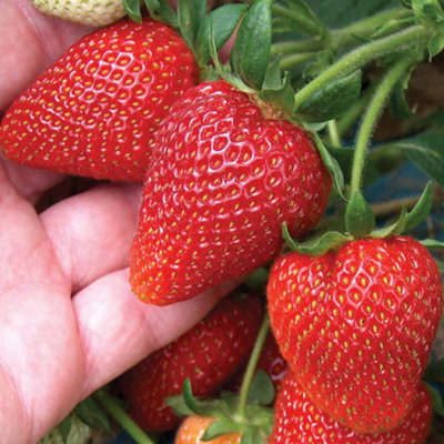Strawberry Sweetheart Bare Root - Grow Your Own Bareroot, Fresh Fruit ...
