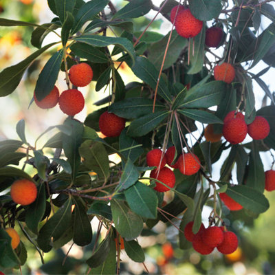 Strawberry tree - 3 pcs. - Arbutus Unedo - Height 25-40cm - Pot 9cm