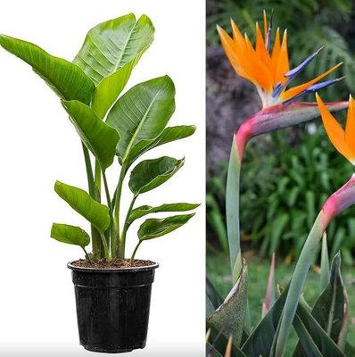 Strelitzia Bird of Paradise Plant - Strelitzia Reginae Tropical Plant ...