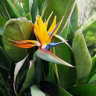 Strelitzia Bird of Paradise Plant - Strelitzia Reginae Tropical Plant ...