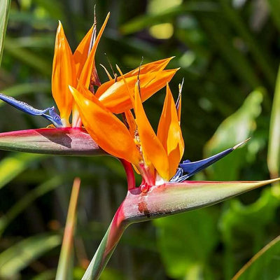 Strelitzia Bird of Paradise Plant - Strelitzia Reginae Tropical Plant ...