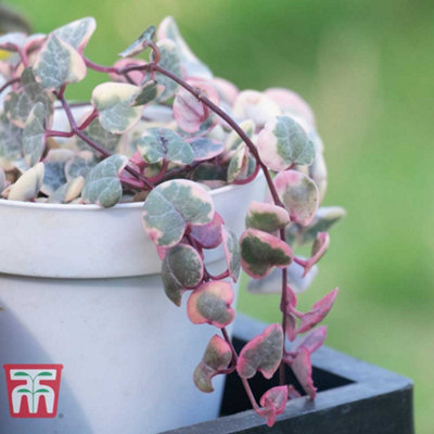 String of Hearts Varigated Houseplant - 8cm Pot x 1