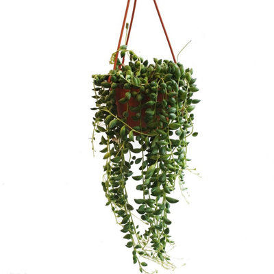 String Of Teardrops - String Of Pearls - 12 cm (Free Pot Hanger) Pot ...