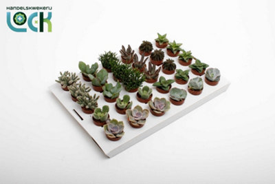 Succ Mixed, 503cm Pot Size, 8cm Tall, Pretty Turtle Design ...