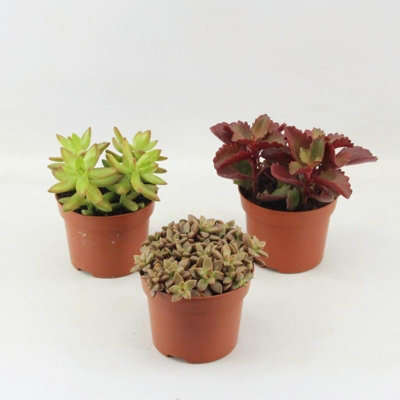 Succ Mixed Autumn, 12cm Pot Size, 20cm Tall, Autumn Succulent ...