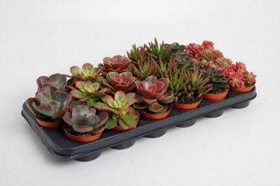 Succ Mixed Autumn, 508cm Pot Size, 15cm Tall, Autumn Succulent Mix ...