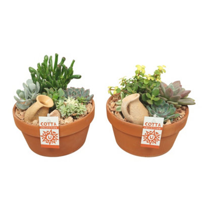 Succ Mixed Ceramic Terracot, 20cm Pot Size, 30cm Tall, Scandic, Indoor ...