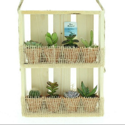 Succ Mixed Houten Kist, 4cm Pot Size, 20cm Tall, Succulent, Indoor ...