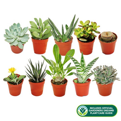 Succulent Plant Mix - Indoor Plant Mix for Home Office, Kitchen, Living ...