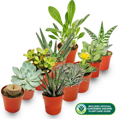 Succulent Plant Mix - Indoor Plant Mix for Home Office, Kitchen, Living ...