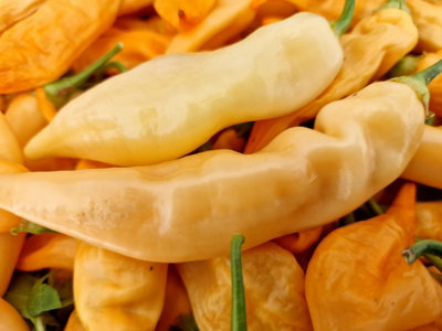 Sugar Rush Peach Chilli Seeds - 10 Fresh Seeds