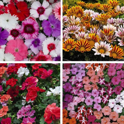 Summer Bedding Container Collection 144 Plants