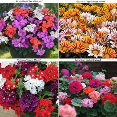 Summer Bedding Container Collection - 24 Plants + 5 Packets of Flower Seed