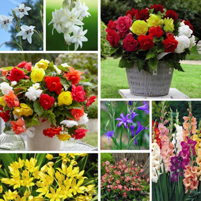 Summer Bulb Bundle 115 Bulbs - Summer Flowering