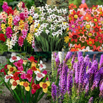 Summer Bulb Colour Festival 100 x Mix - Multi Summer Flowering ...
