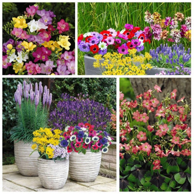 Summer Bulb Saver Collection 135 Bulbs