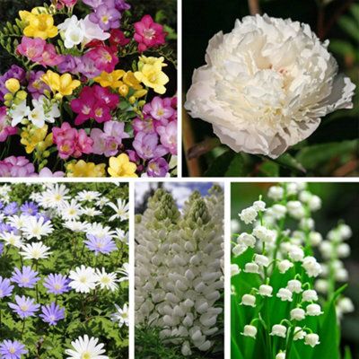 Summer Colour Bundle 113 Bulbs + Bare Roots