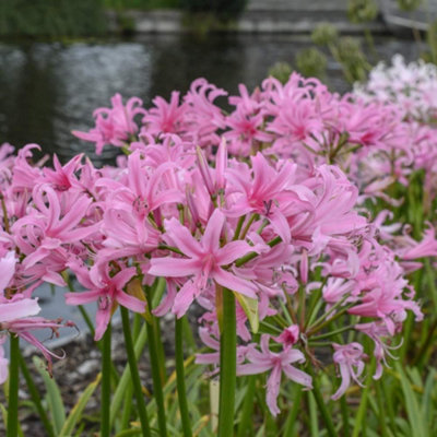 Summer Flowering Amarine Belladiva Mixed 9 Bulbs