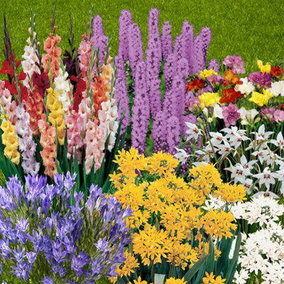 Buy Summer Flowering Bulb Mixed Pack, 300 Bulbs, 7 Varieties for Summer Long Colour, Bulk Buy ...