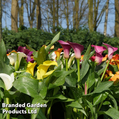 Summer Flowering Calla Lily Spectrum Mixed 10 Bulbs