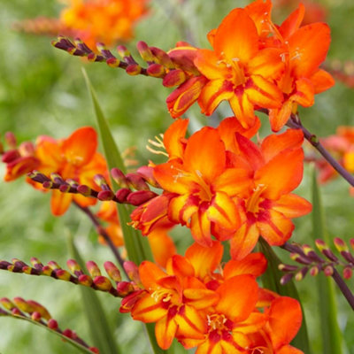 Summer Flowering Crocosmia Firestars Scorchio 10 Bulbs