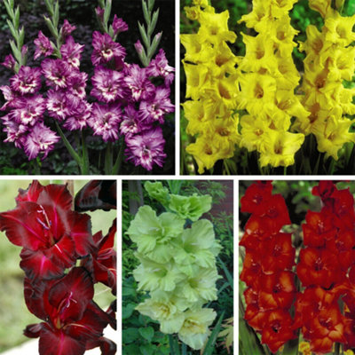 Summer Flowering Gladioli Collection 12 Corms