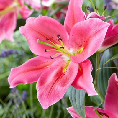 Summer Flowering Lily Best Regards 5 Bulbs - Outdoor Garden Plants ...