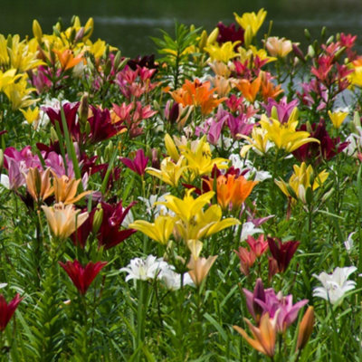 Summer Flowering Lily Giant Oriental Collection 24 Bulbs + 5 Seeds ...