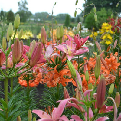 Summer Flowering Lily Giant Oriental Collection 24 Bulbs + 5 Seeds ...