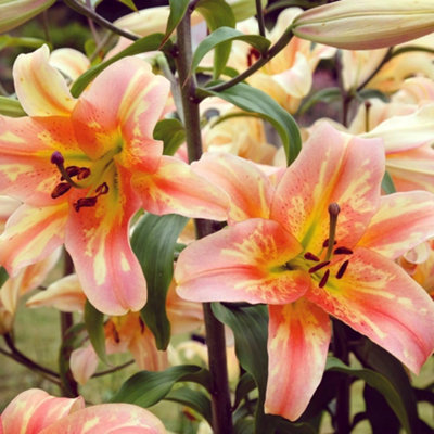 Summer Flowering Lily Giant Peach (Zelmira) 3 Bulbs