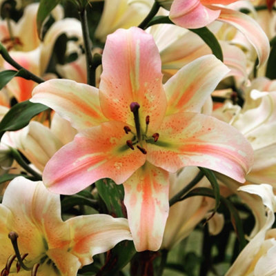 Summer Flowering Lily Giant Peach (Zelmira) 9 Bulbs