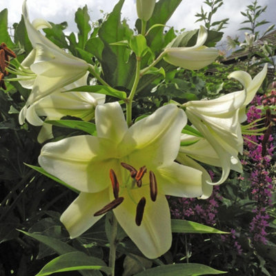 Summer Flowering Lily Tree Yellow Rocket 3 Bulbs