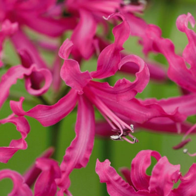 Summer Flowering Nerine Bowdenii Isabel 10 Bulbs