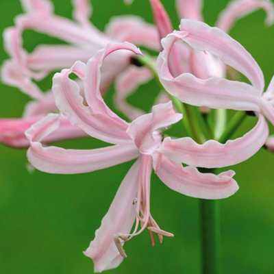 Summer Flowering Nerine Bowdenii Stefani 10 Bulbs
