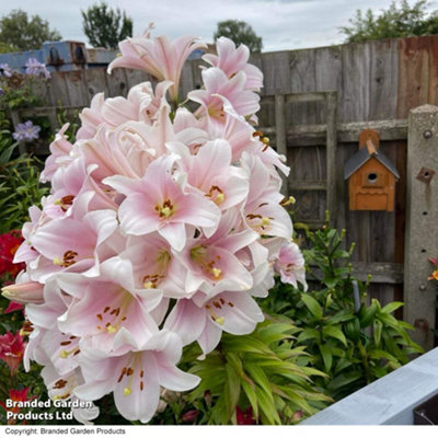 Summer Flowering Spring Flowering Lily longiflorum Cali 5 Bulbs