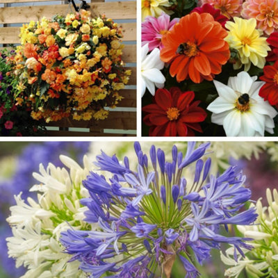 Summer Flowering Summer Plant Collection 21 Bulbs/Bare Roots