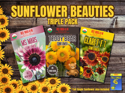 Sunflower Beauties - Triple Pack - Ms. Mars, Teddy Bear, and Claret F1