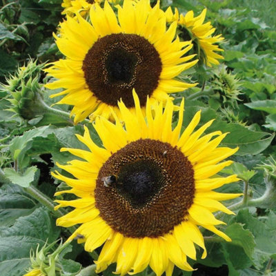 Sunflower Choco Sun 1 Seed Packet (10 Seeds)