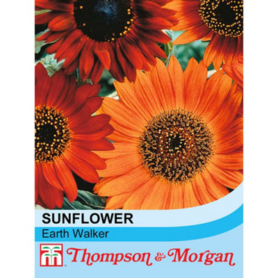 Sunflower Earth Walker 1 Packet (30 Seeds) | DIY at B&Q