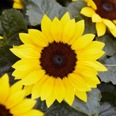 Sunflower Plant - Stunning Outdoor Plants, Flowering Annual Ideal for ...