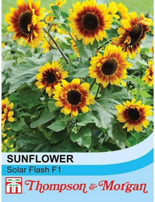 Buy Sunflower Solar Flash F1 Hybrid 1 Seed Packet (10 Seeds) at B&Q