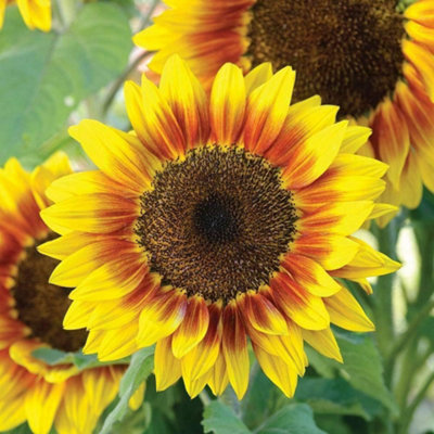 Sunflower Solar Flash F1 Hybrid 1 Seed Packet (10 Seeds) | DIY at B&Q