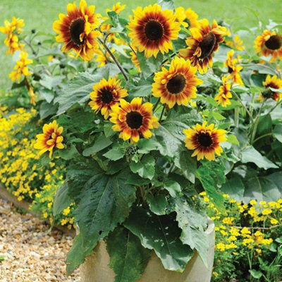 Buy Sunflower Solar Flash F1 Hybrid 1 Seed Packet (10 Seeds) at B&Q